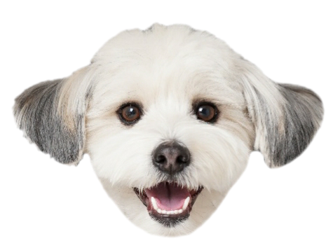 Dog Birthday Cake Gif