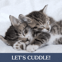 Kittens Cuddling Gif