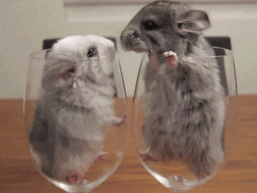 Mice-kiss GIFs - Get the best GIF on GIPHY