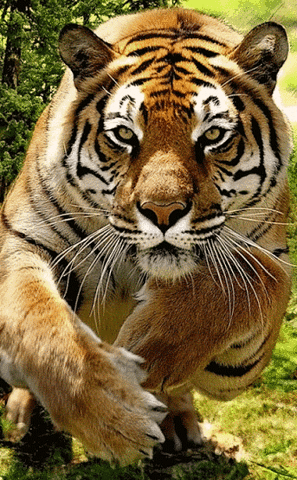 Movimientos Repetitivos GIFs - Get the best GIF on GIPHY
