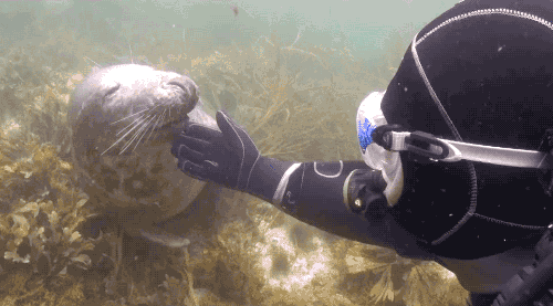Platform Diver GIFs - Get the best GIF on GIPHY