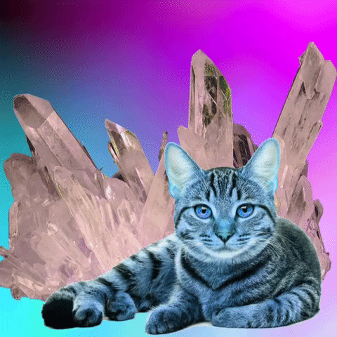 Cat Lol GIF by MUTANT MAGIC - Find & Share on GIPHY