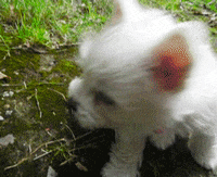 Gif Puppy Ar Bís New Puppy GIFs | Tenor