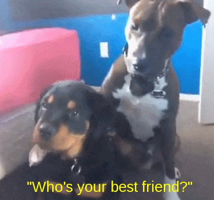 Animal Friendship Gif