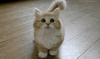 Kitten GIFs - Find & Share on GIPHY