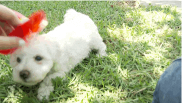 Maltese Puppy Gif