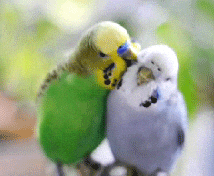 Parakeet GIFs - Get the best GIF on GIPHY