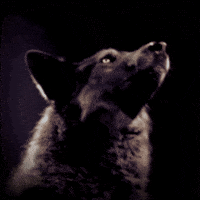 Snarling Wolf Gif