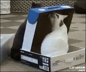 Cat Box GIFs - Get the best GIF on GIPHY