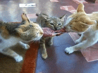 Cat Cat Eating Cat Eating Chips GIFs - Find & Share on GIPHY
