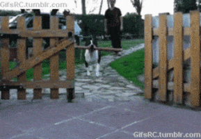 Dog Fails | Funny GIFs of Puppies Falling