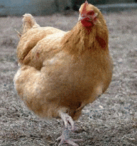 Pole Dancing Chicken Gif