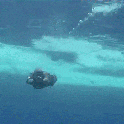 Femeninos-libres GIFs - Get the best GIF on GIPHY