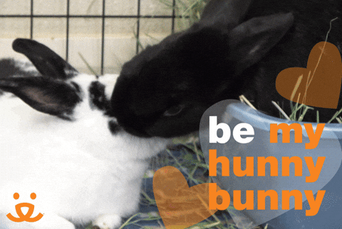 Hunny-bunny GIFs - Get the best GIF on GIPHY