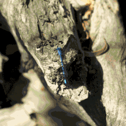 Bug Garden GIF by Los Angeles Zoo and Botanical Gardens - Find & Share ...