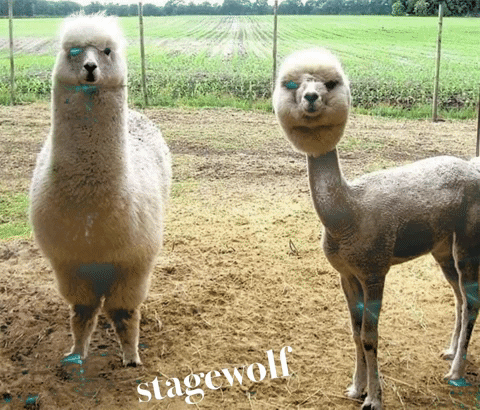 Alpaca Yarn GIFs - Get the best GIF on GIPHY