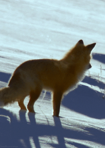 Red Fox GIF by Head Like an Orange - Find & Share on GIPHY