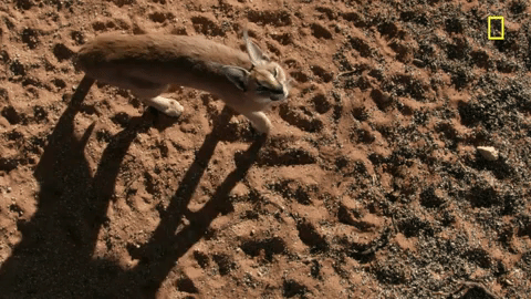 Hostile Planet: Deserts by National Geographic TV | GIPHY