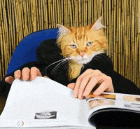 Cat Studying Gif
