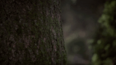 Vines That Bind GIFs - Get the best GIF on GIPHY