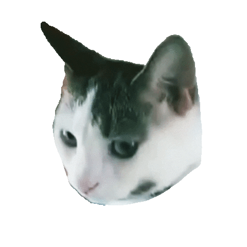 Cat Facepalm Gif