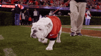 Bulldog Football Mascot Gif