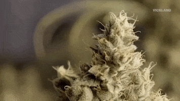 Cannabis GIFs - Get the best GIF on GIPHY