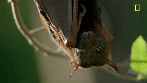 Nat Geo Bat GIF by National Geographic Channel - Find & Share on GIPHY