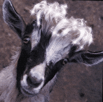 Goat GIFs - Find & Share on GIPHY