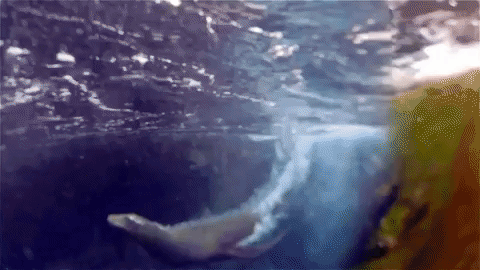 Sea Lion GIF - Find & Share on GIPHY