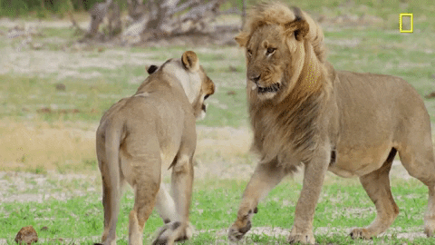 Nat Geo Lions GIF by National Geographic Channel - Find & Share on GIPHY