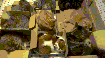 Cats in Boxes by Reaction GIFs | GIPHY