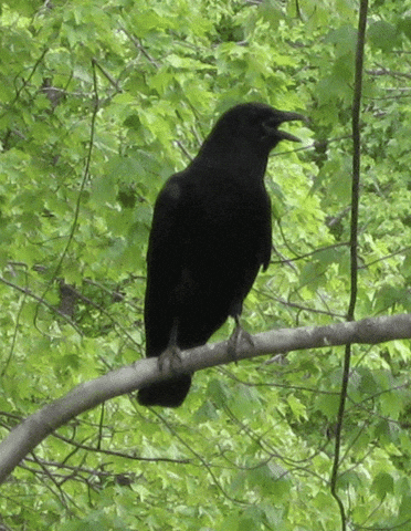 Old Crow GIFs - Get the best GIF on GIPHY