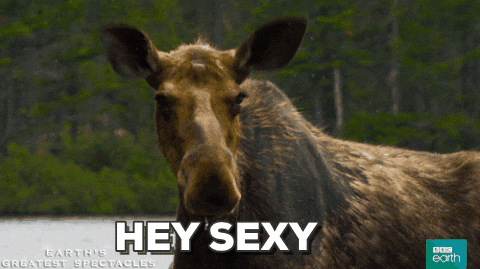 Moose-shirt GIFs - Get the best GIF on GIPHY