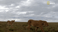 Lions Mating Gif