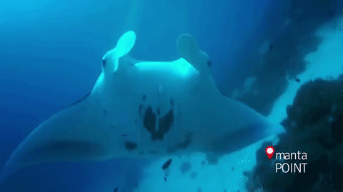 Manta-point GIFs - Get the best GIF on GIPHY