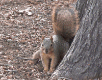 Drunk Squirrel Gif