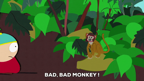 Rainforest-monkey GIFs - Get the best GIF on GIPHY