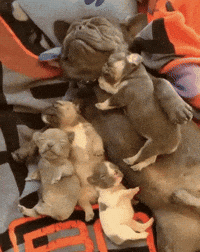 Puppy Falling Asleep Gif