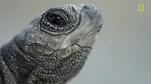 Hostile Planet: Oceans by National Geographic TV | GIPHY