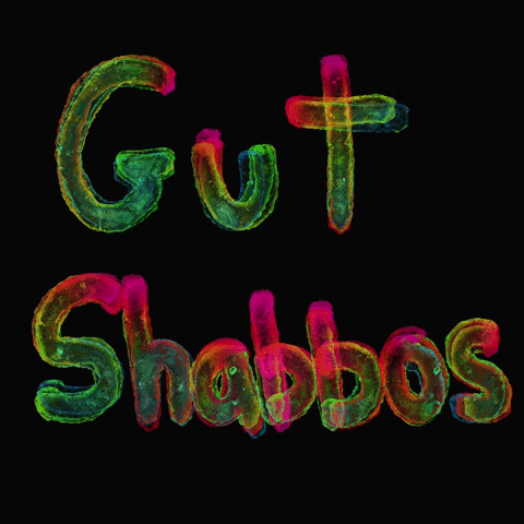 Good Shabbos GIF - Find & Share on GIPHY