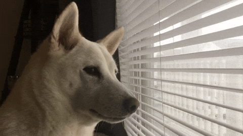 Staring Animal Gif