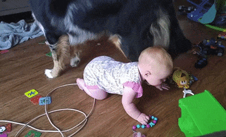 Bad Dog GIF by America's Funniest Home Videos - Find & Share on GIPHY