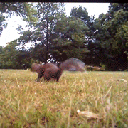 Shocked-squirrel GIFs - Get the best GIF on GIPHY