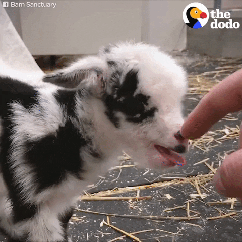 Baby Goat Jumping Gif