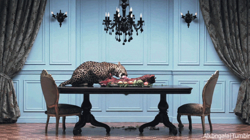 New trending GIF tagged eating dinner feast leopard… | Trending Gifs