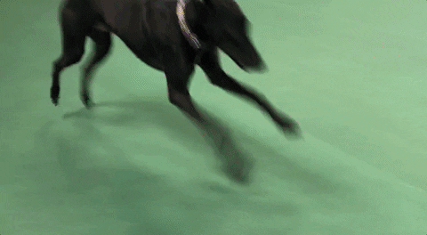 Running Puppy Gif