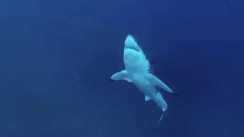 Excited Good Morning GIF by Shark Week - Find & Share on GIPHY