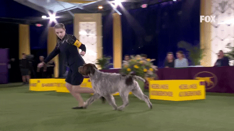 GIF by Westminster Kennel Club - Find & Share on GIPHY