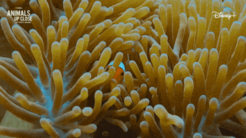 POLL - Anemone or A-Nemesis: Has an anemone ever caused trouble in your ...